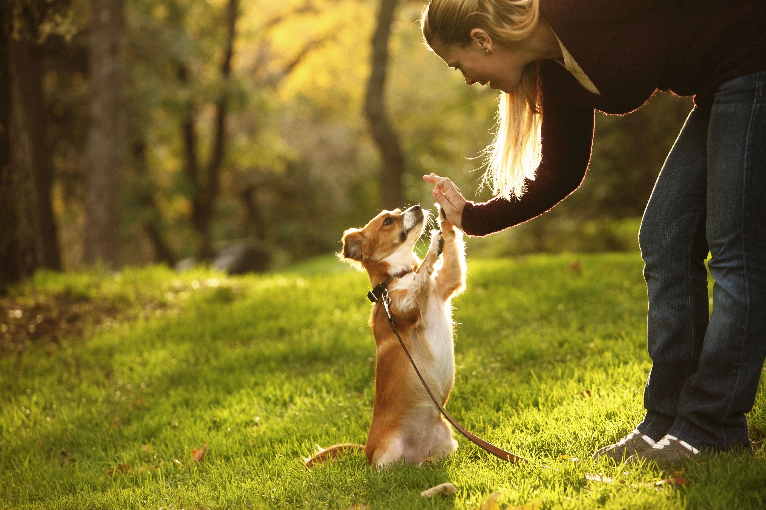 Pawsibilities Training & Behavior