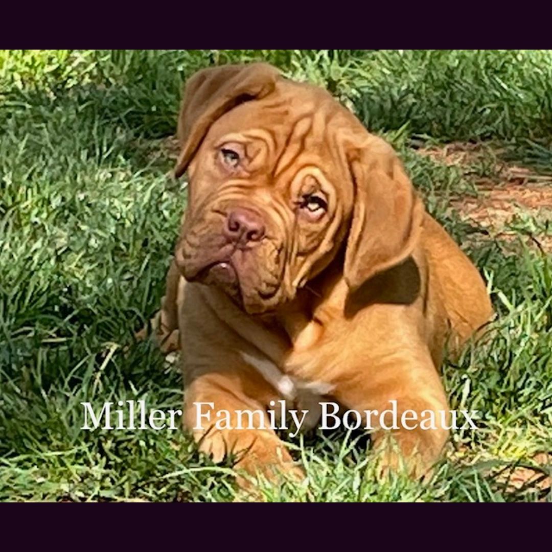 Available puppies | Miller Family Bordeaux