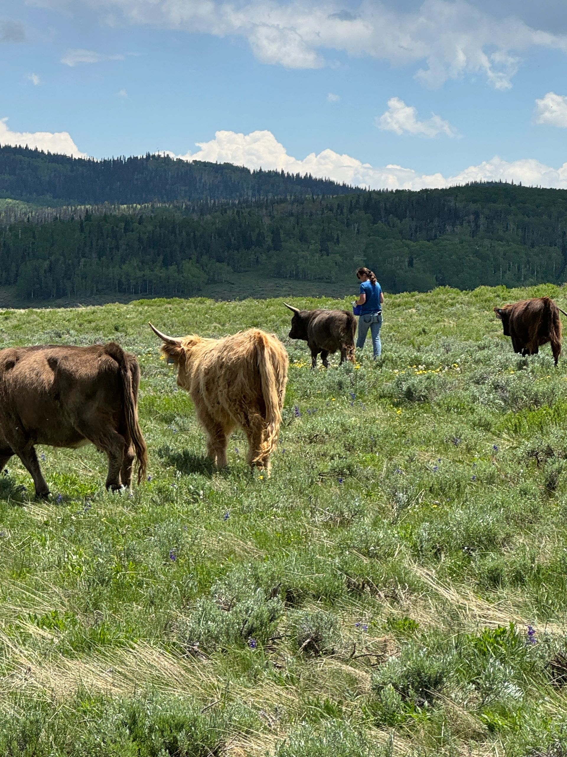 MRW Farms - Highland Cattle and Miniature Highland Cattle
