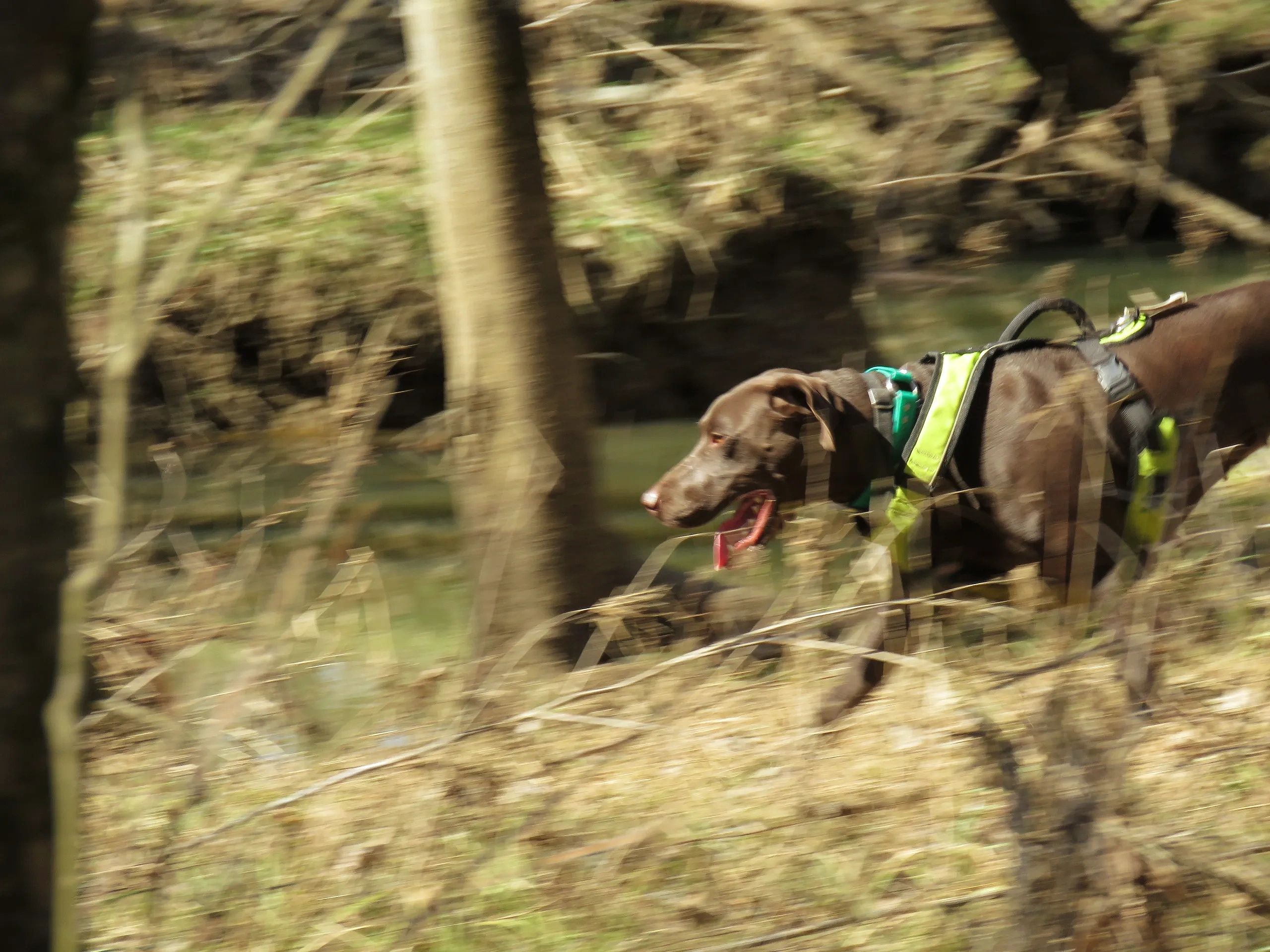 About | Canines For Conservation