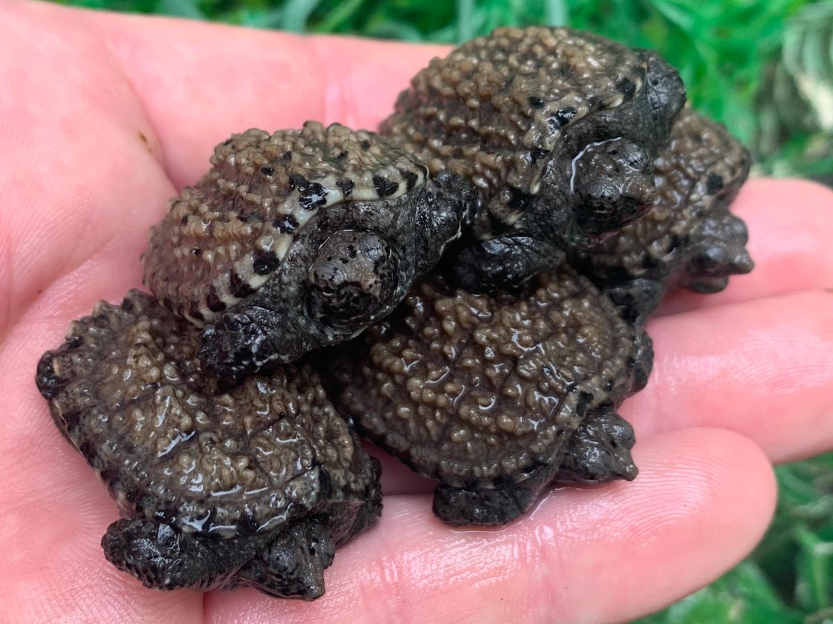 Florida Snapping Turtle Babies