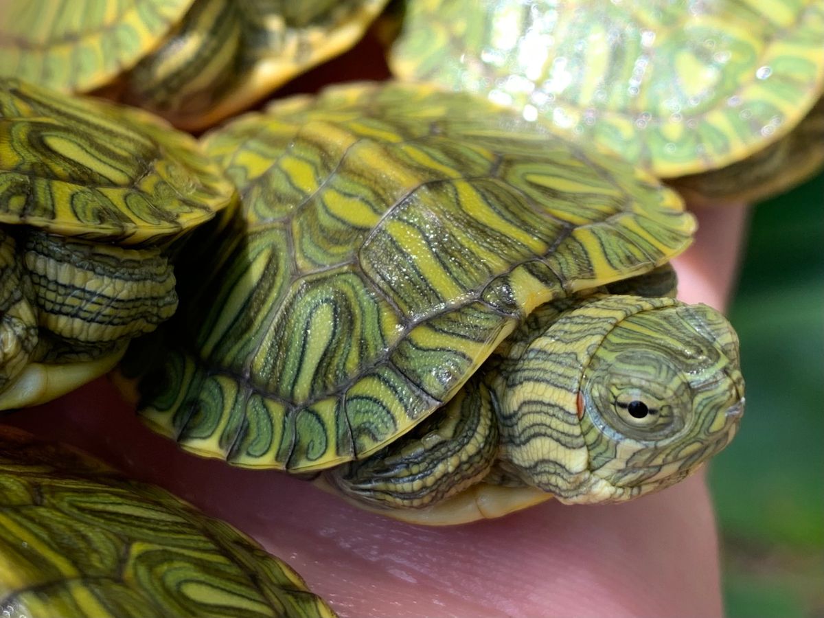 Rio Grande Red Ear Slider Turtle Babies