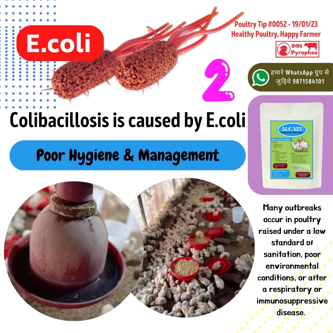 E Coli Prevention In Poultry