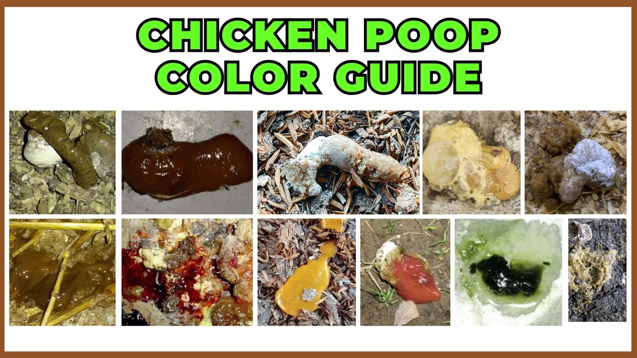 Poultry Droppings/ Chicken Poop Color Guide - Loose Droppings