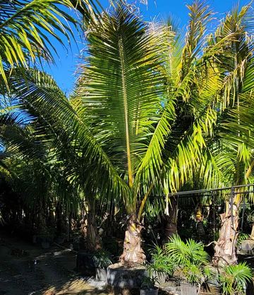 Fiji Dwarf Coconut Palm Tree