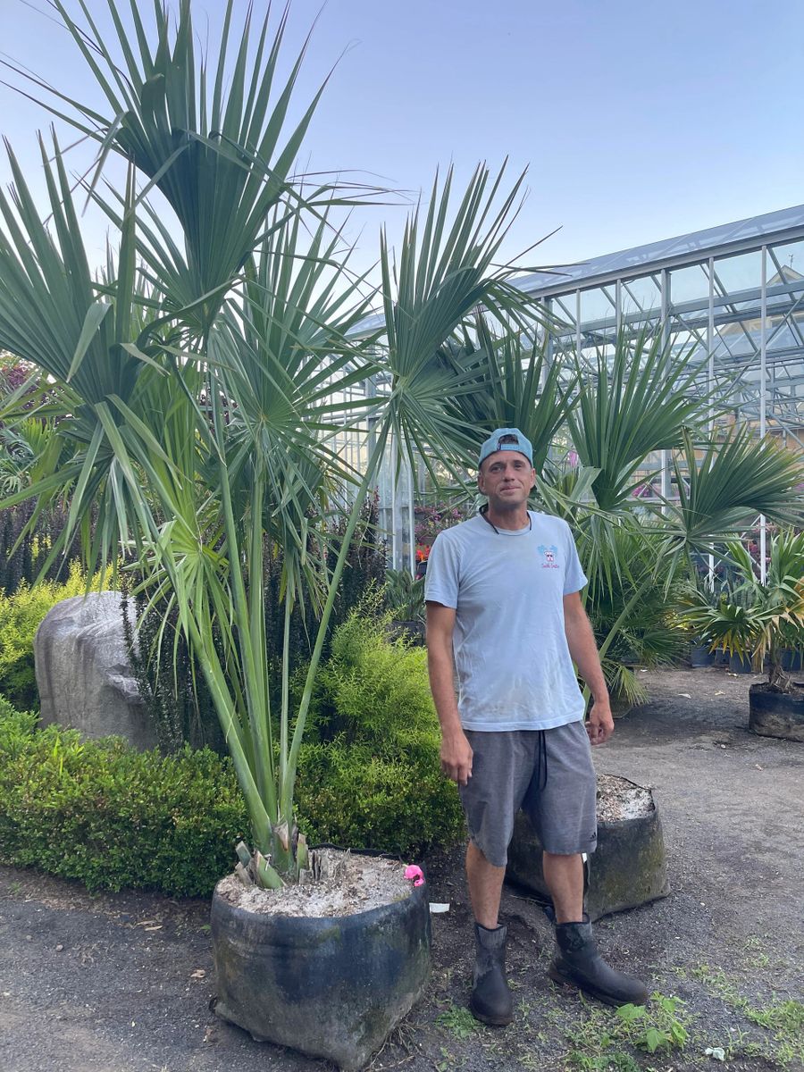 Sabal Yapa Palm Tree