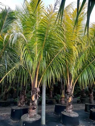 Red Spicata Coconut Palm Tree