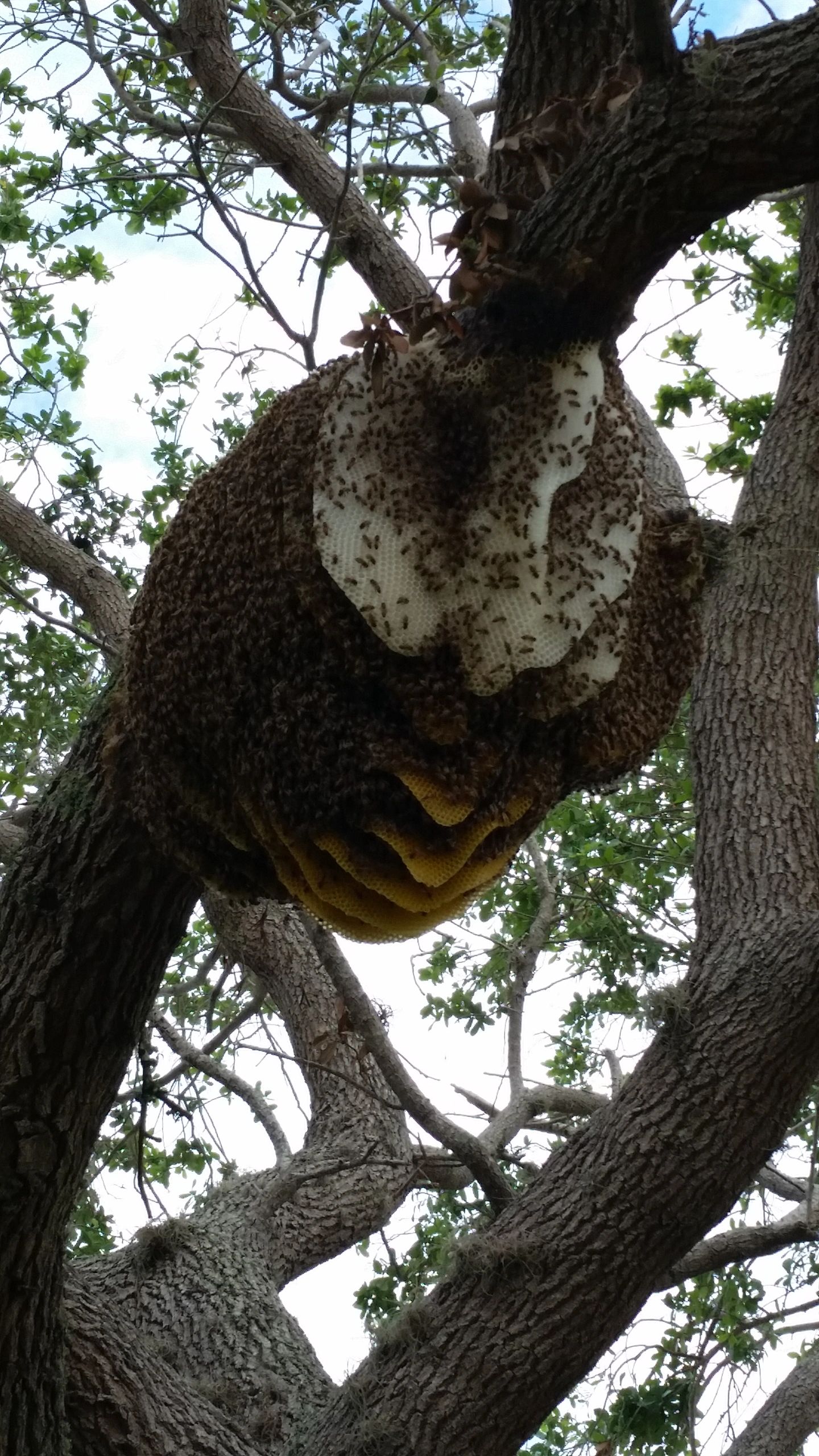 C.L. Best Honey Bees, LLC. - Live Bee Removal, Colony Sales