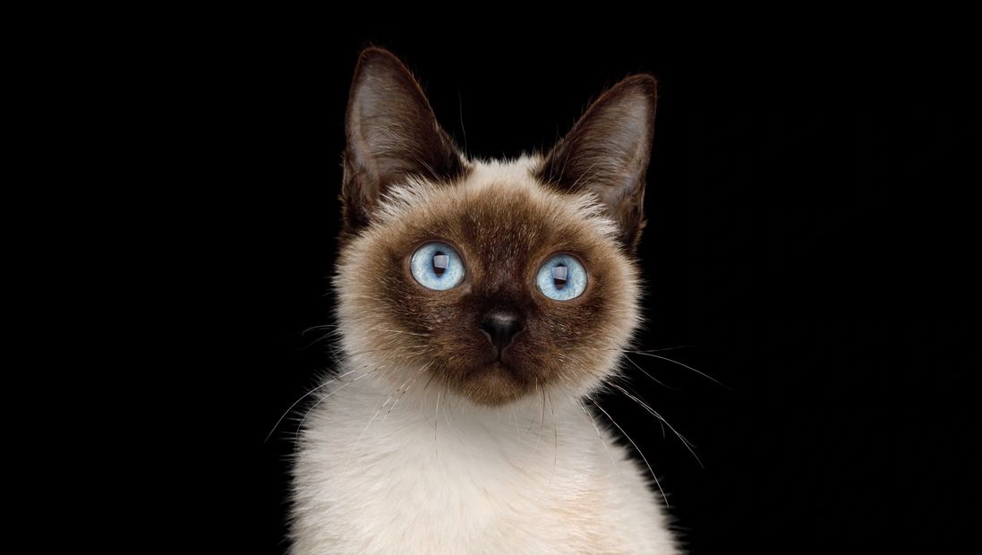 HOME | ITCC: International Toybob Cat Club