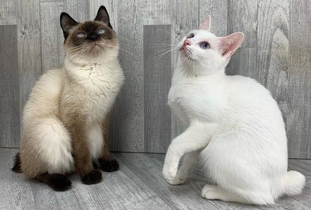 ABOUT US | ITCC: International Toybob Cat Club