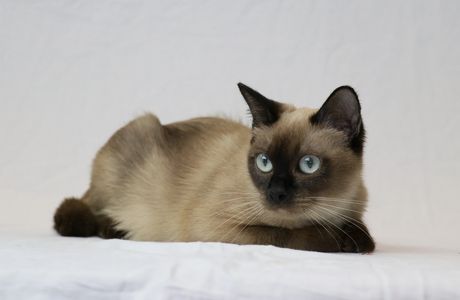 ABOUT US | ITCC: International Toybob Cat Club