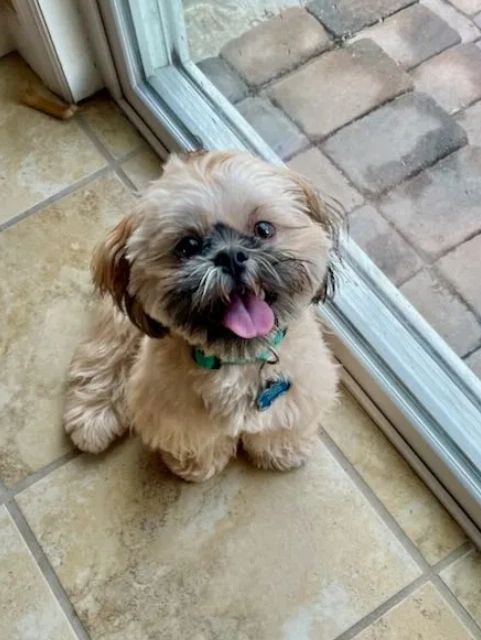 Meg Rescues - Rescue Dogs