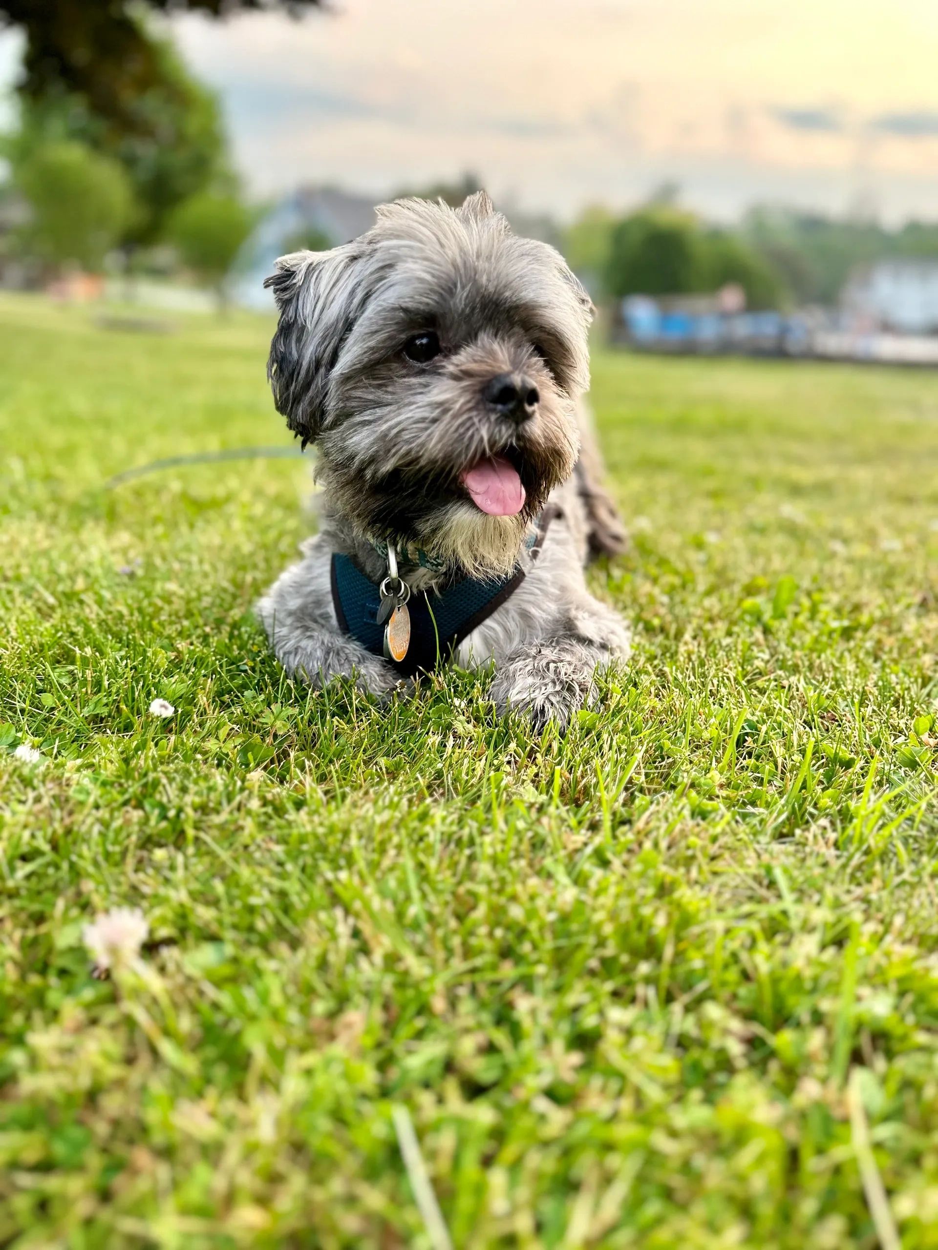 Meg Rescues - Rescue Dogs