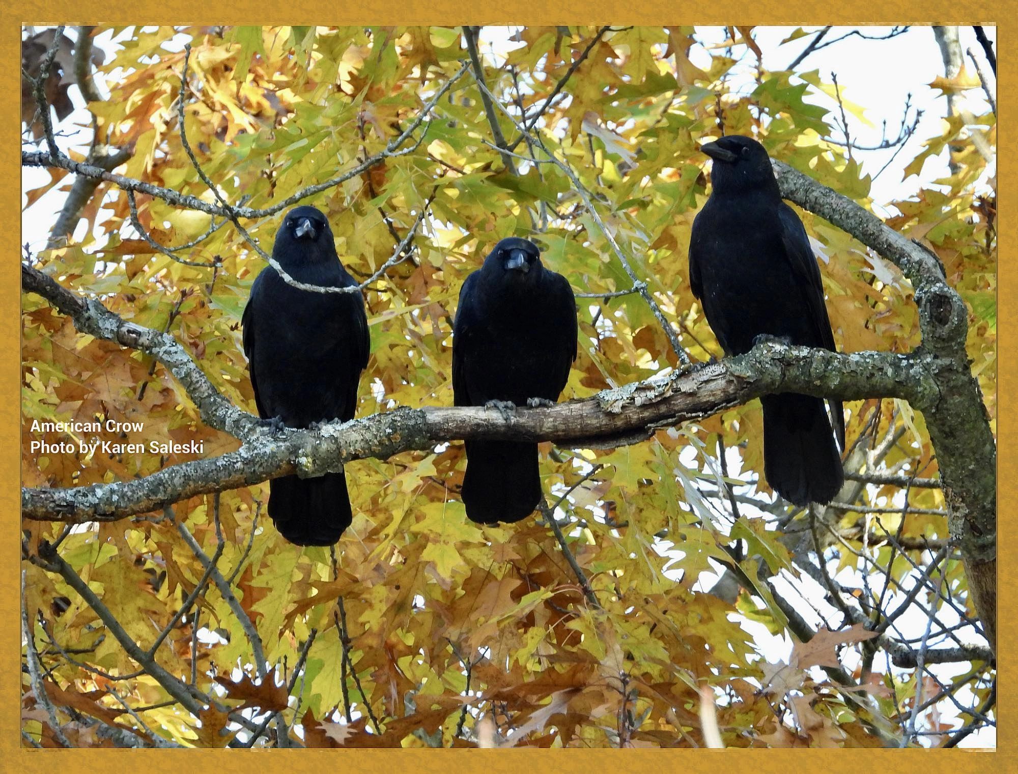 Cedar & Crow Realty