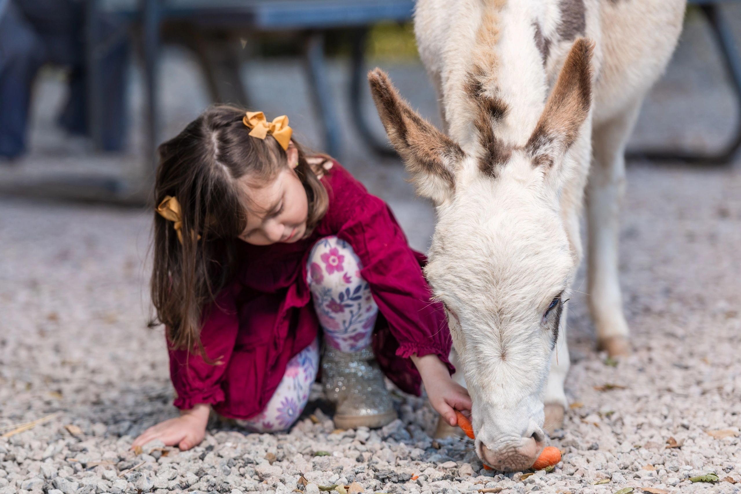 Temecula Farm Activities: Family Fun & Tours at ZNZ Farms
