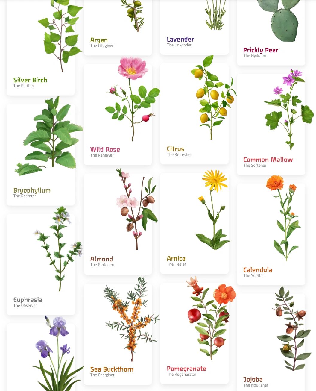 Botanical Glossary
