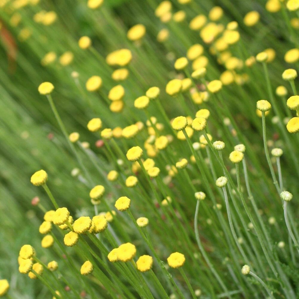 Healing Trauma with Flower Essence Therapy