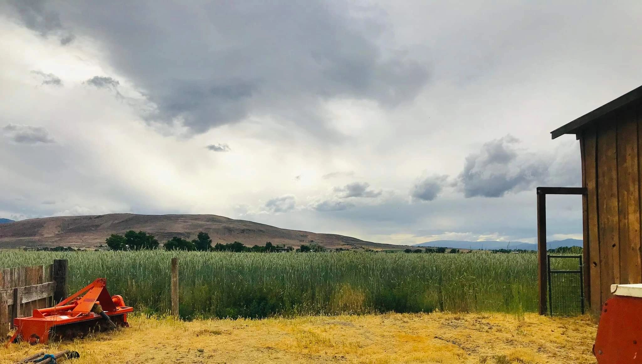 Rodriguez Cattle and Hay - Ranch Raised Beef, All-Natural Beef