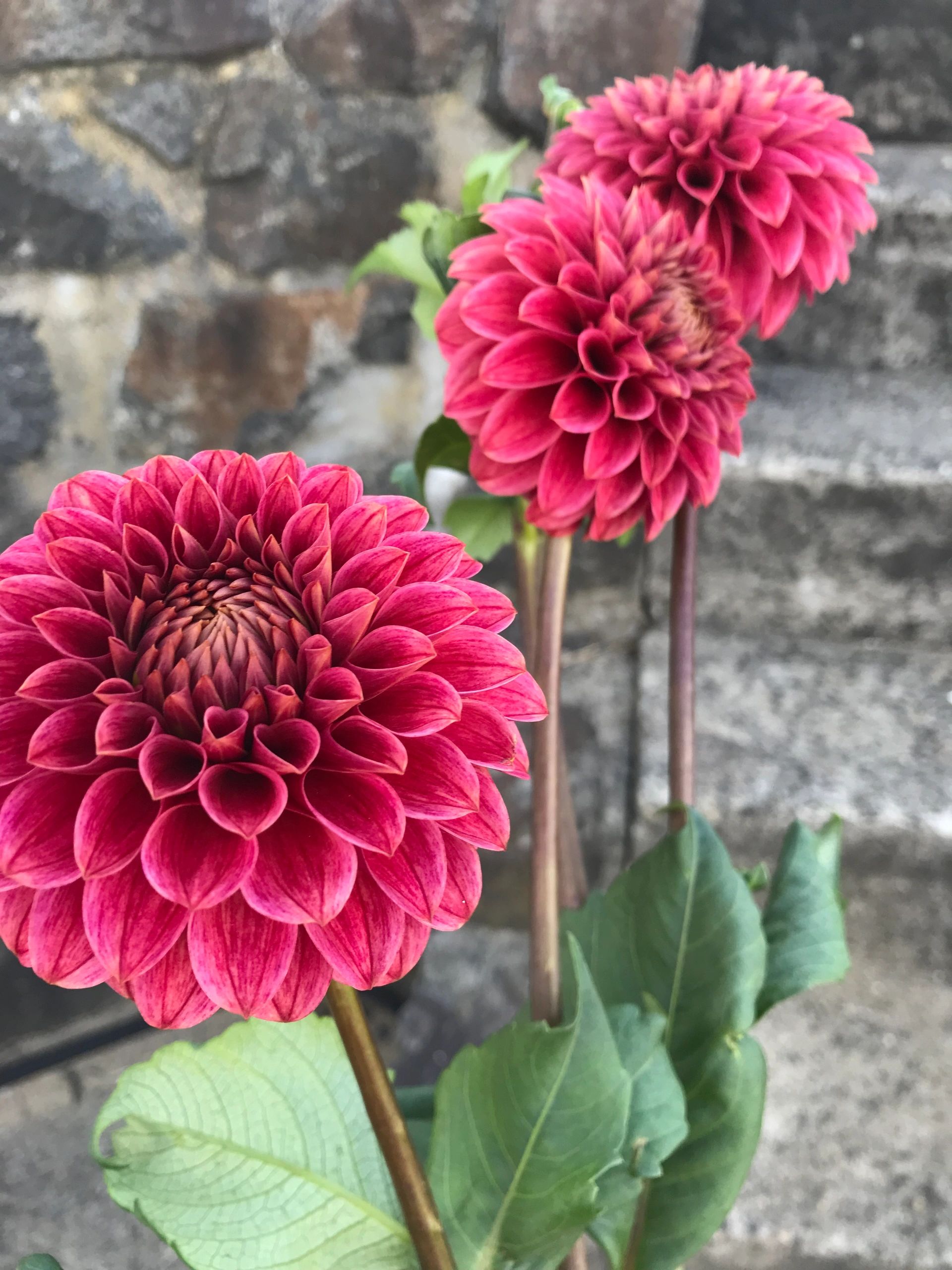 Rooted Flowers and Goods