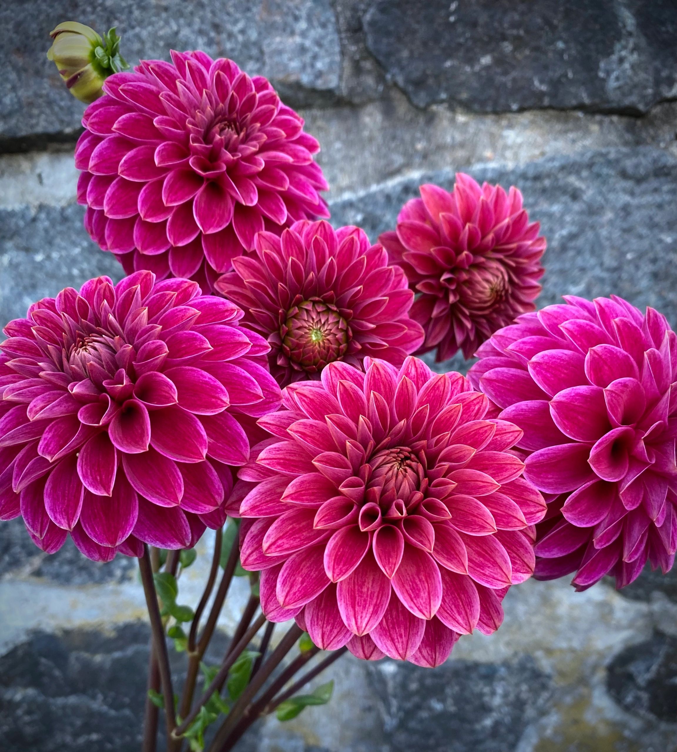 Rooted Flowers and Goods