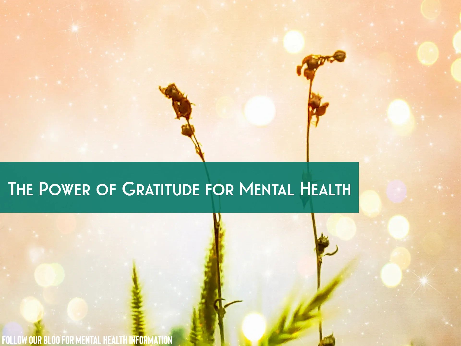 The Power of Gratitude for Mental Health