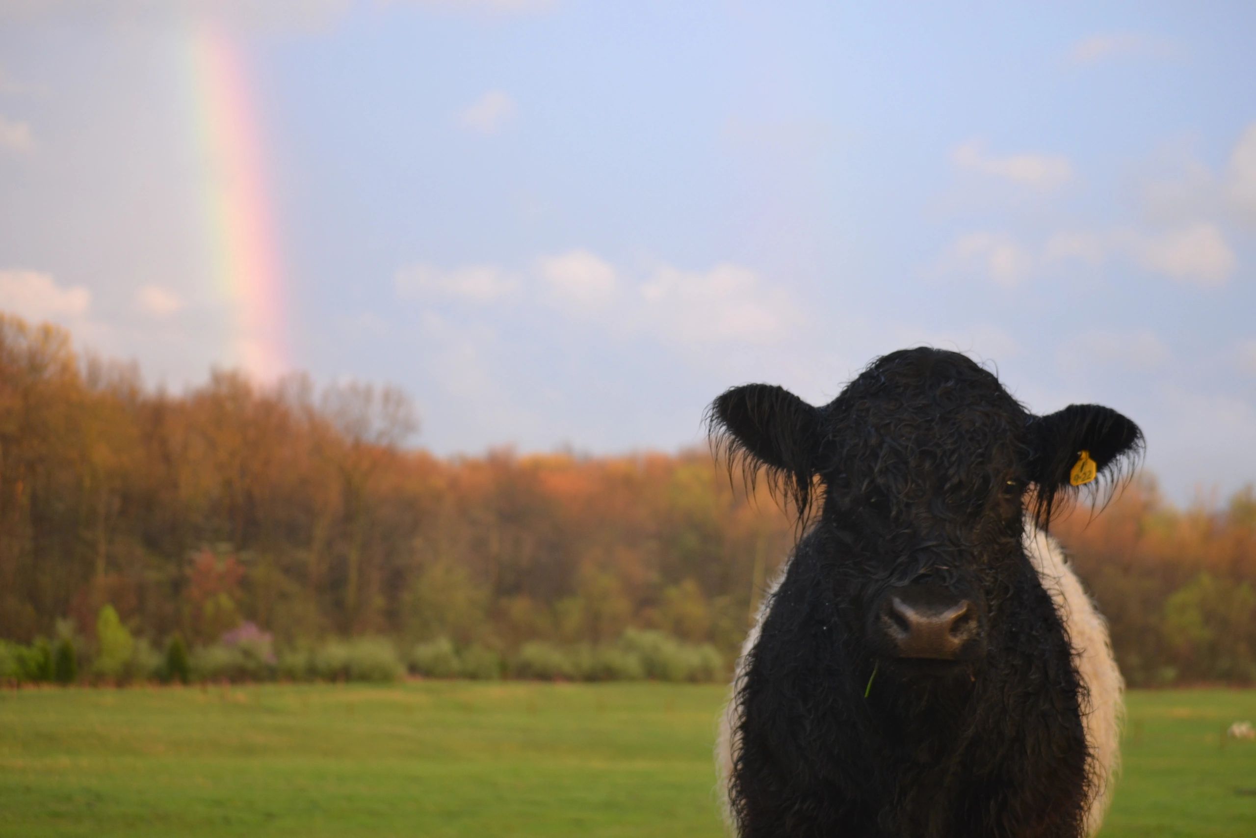 Bulk Freezer Beef