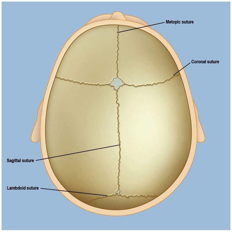 Skull Anatomy Sutures