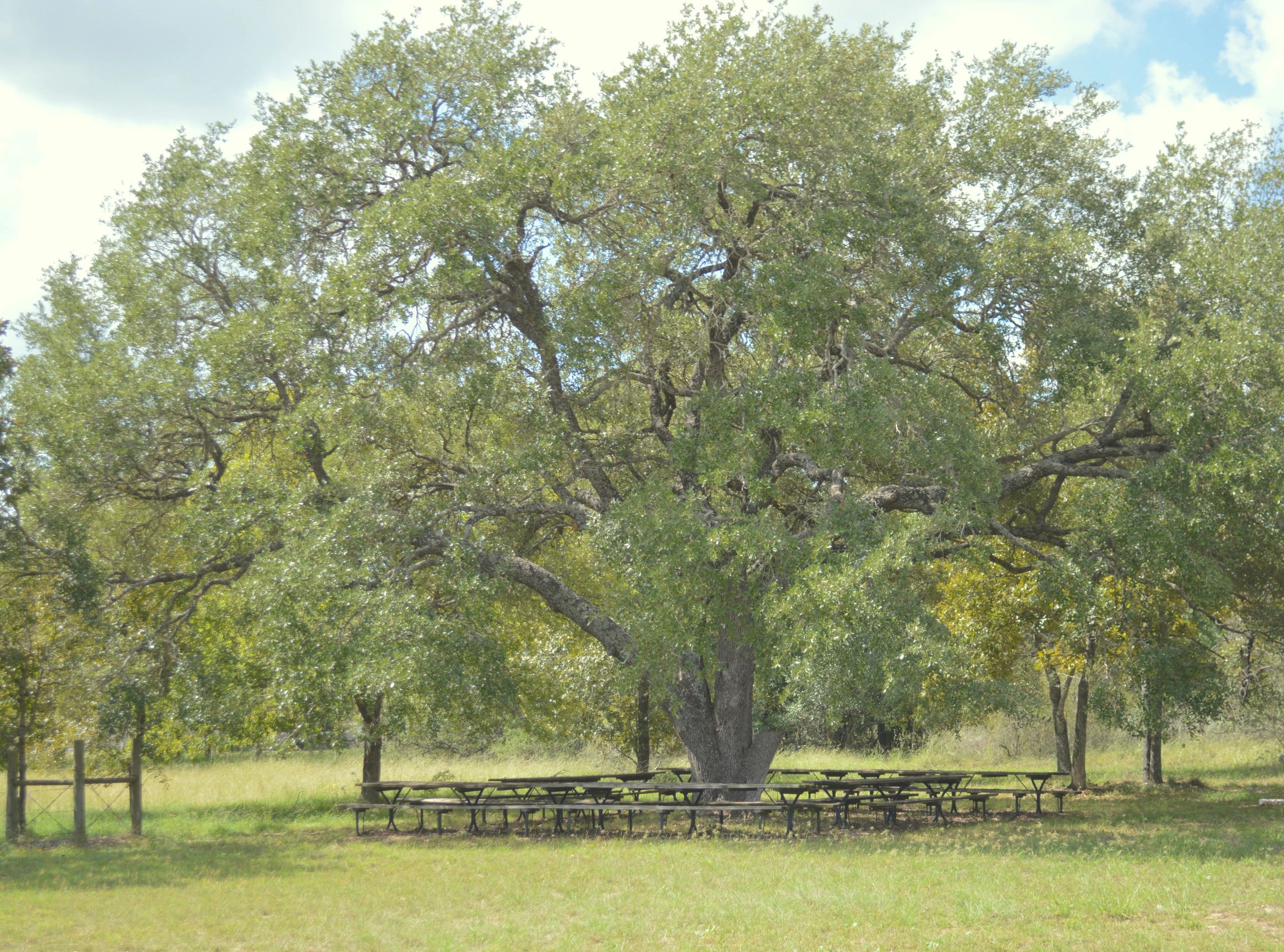 Great Oaks Texas POA