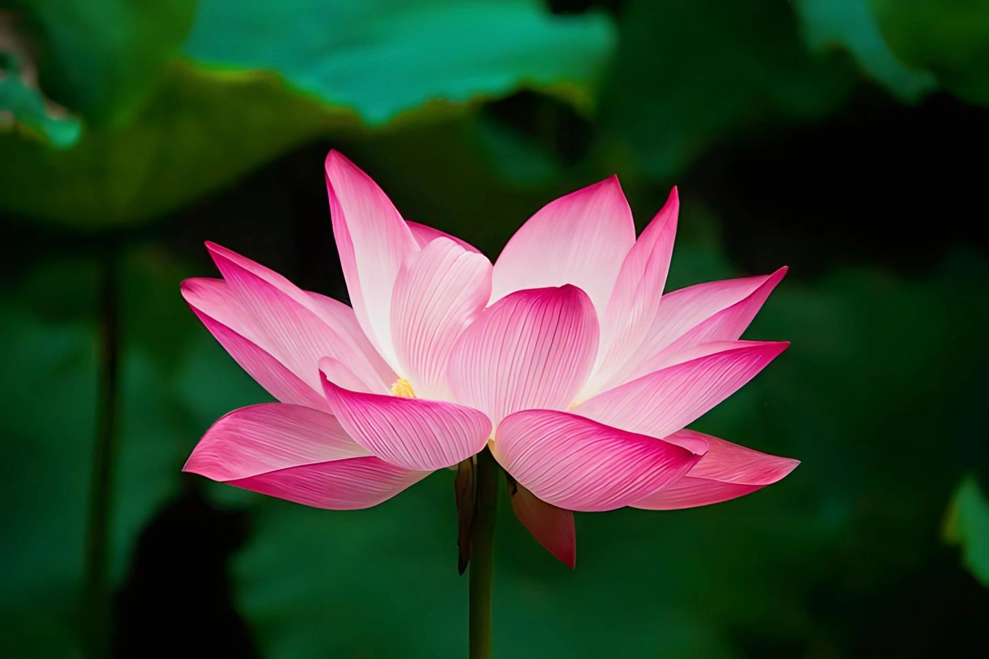 Lotus Cleaning Services