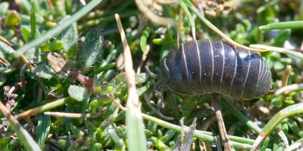 Eastside Pest Control - Pest Control, Bug Control, Pest Exterminator