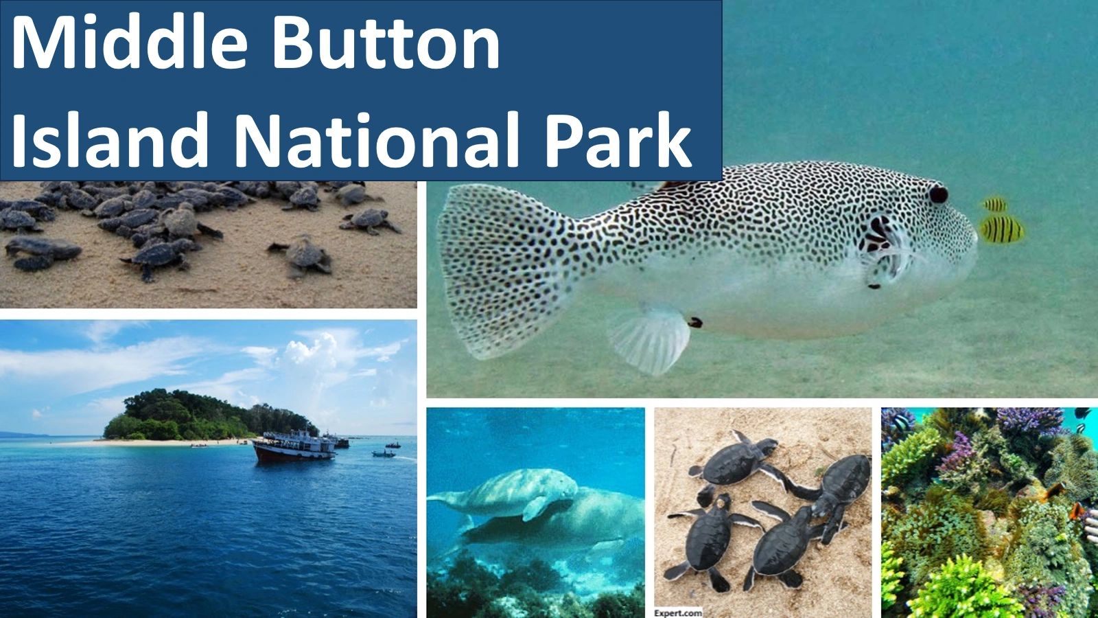 Middle Button Island National Park: A Hidden Gem of Biodiversity