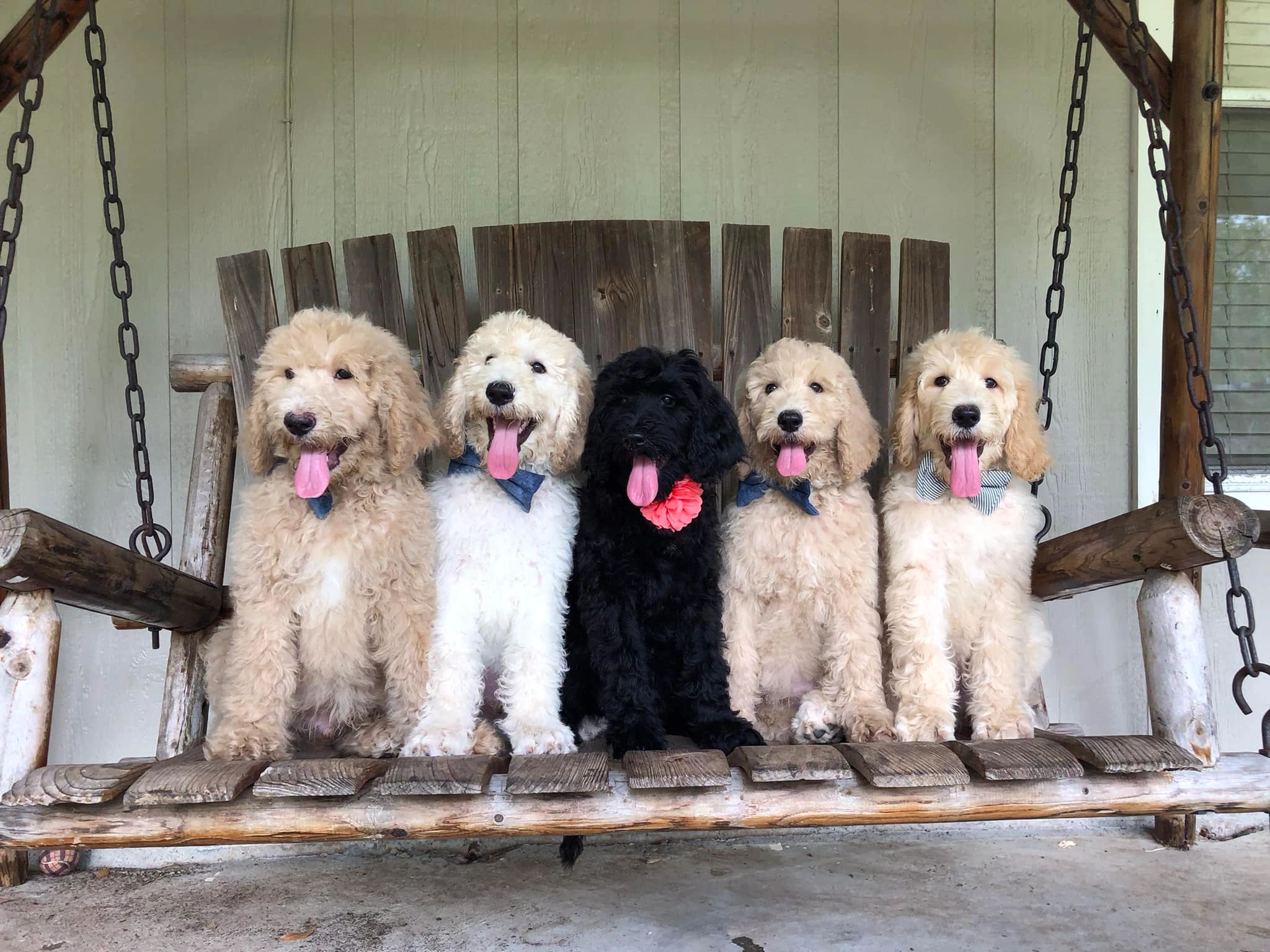Beary GoldenDoodles - Doodle Puppies, Goldendoodles and Shepadoodles