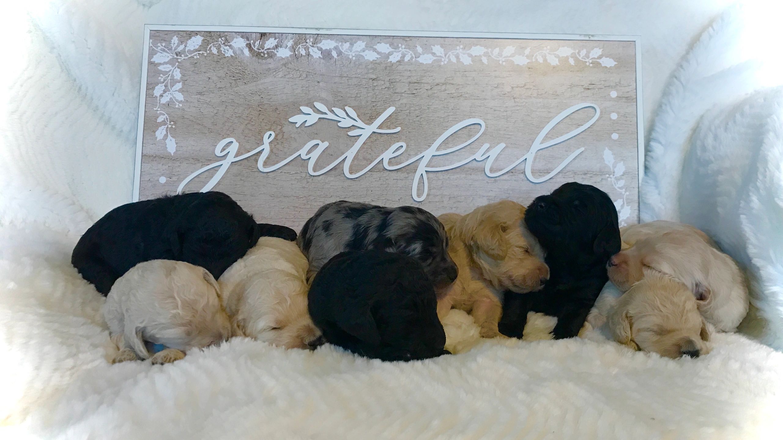 Beary GoldenDoodles - Doodle Puppies, Goldendoodles and Shepadoodles