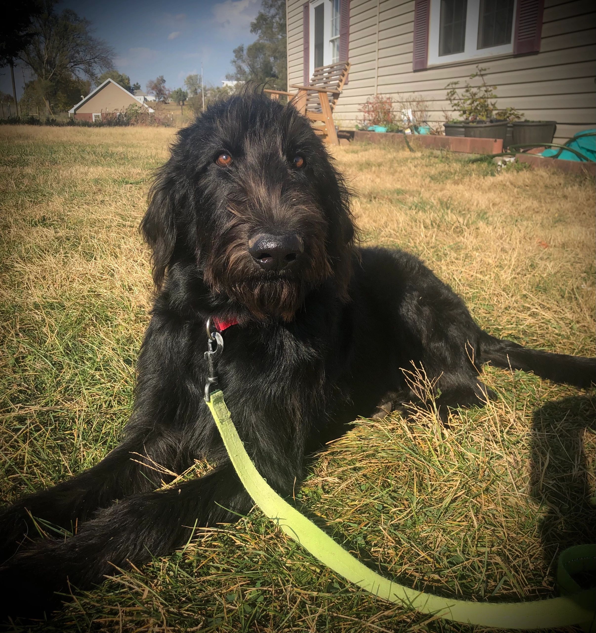 Beary GoldenDoodles - Doodle Puppies, Goldendoodles and Shepadoodles