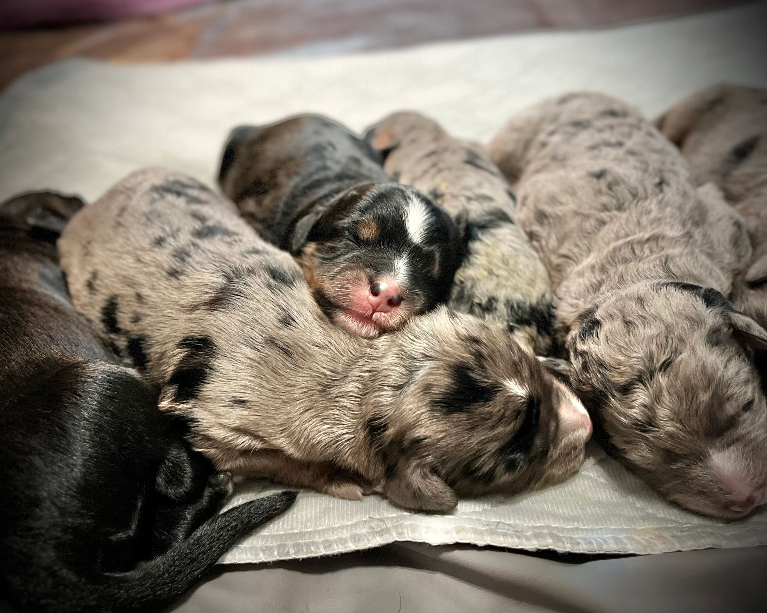 ShepaDoodle Puppies