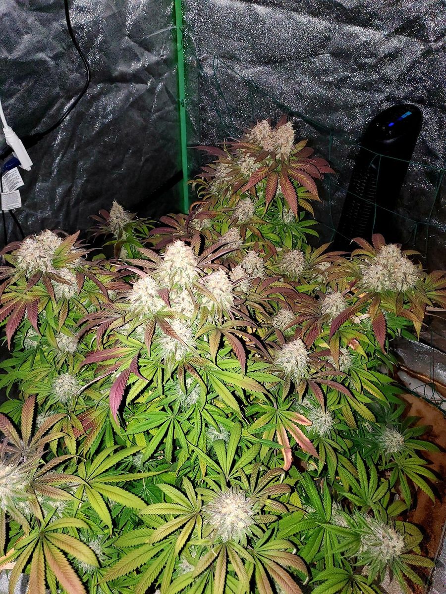 Magnum Auto Fem Novelty Seeds - 207