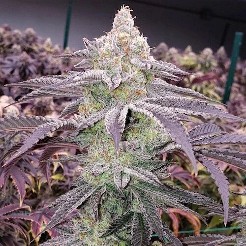 Colin OG RBX Fem Novelty Seeds- Ethos