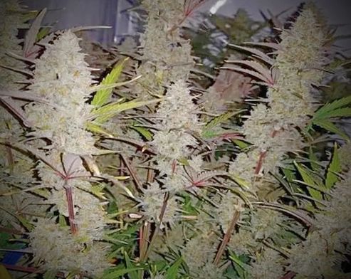 Tangie Auto Fem- 207