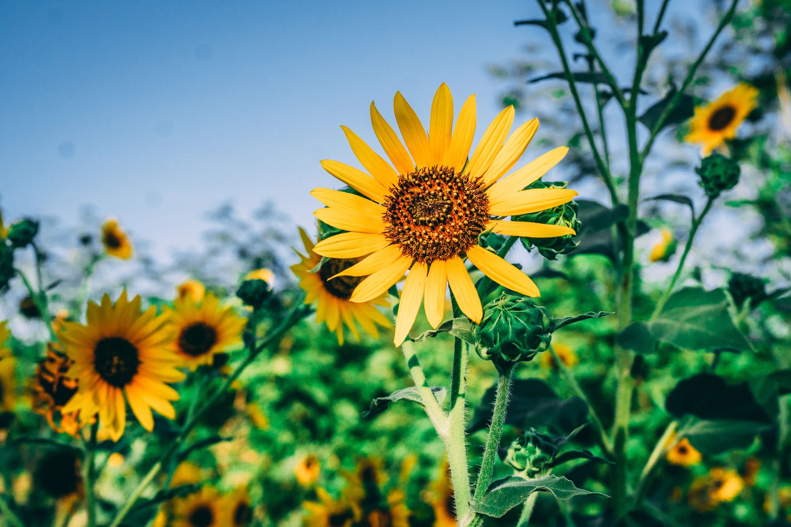 Frisco Trail Race - Home