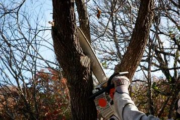 cache valley tree service