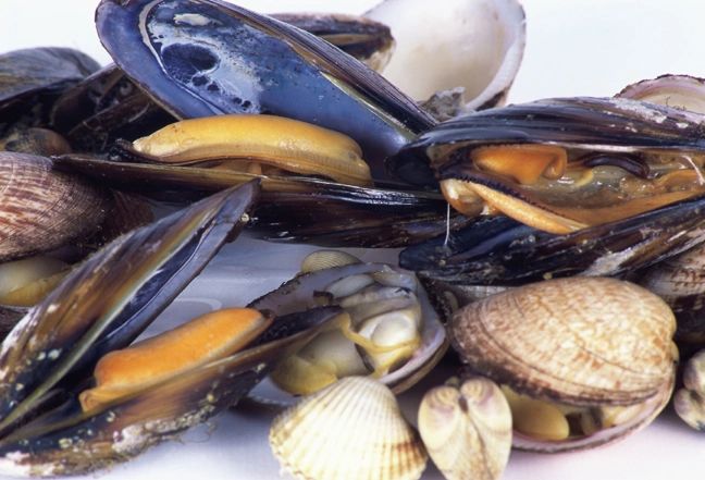 Home Page [waldmanseafood.com]