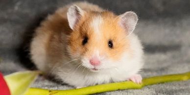 Our Hamsters | Poppy Bee Hamstery