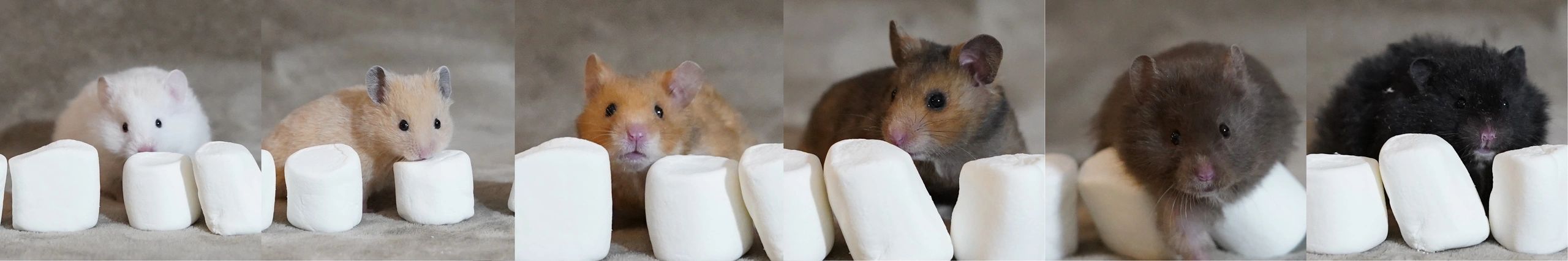 Hamster - Poppy Bee Hamstery