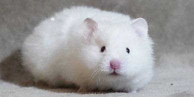 Our Hamsters | Poppy Bee Hamstery