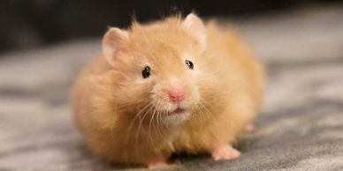 Our Hamsters | Poppy Bee Hamstery