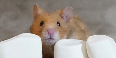 Our Hamsters | Poppy Bee Hamstery