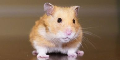 Our Hamsters | Poppy Bee Hamstery