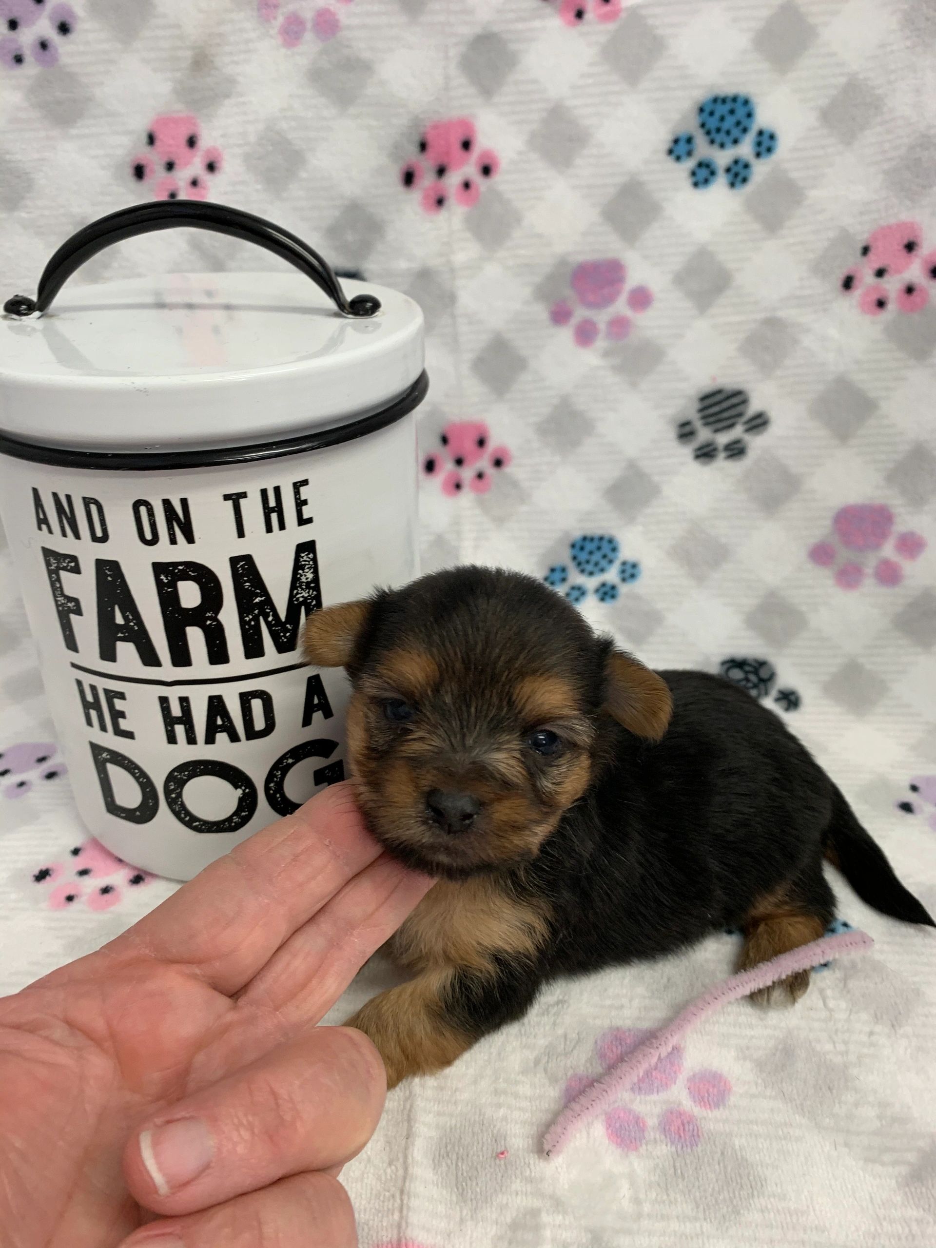 Morkies | Pitter Pat Pups