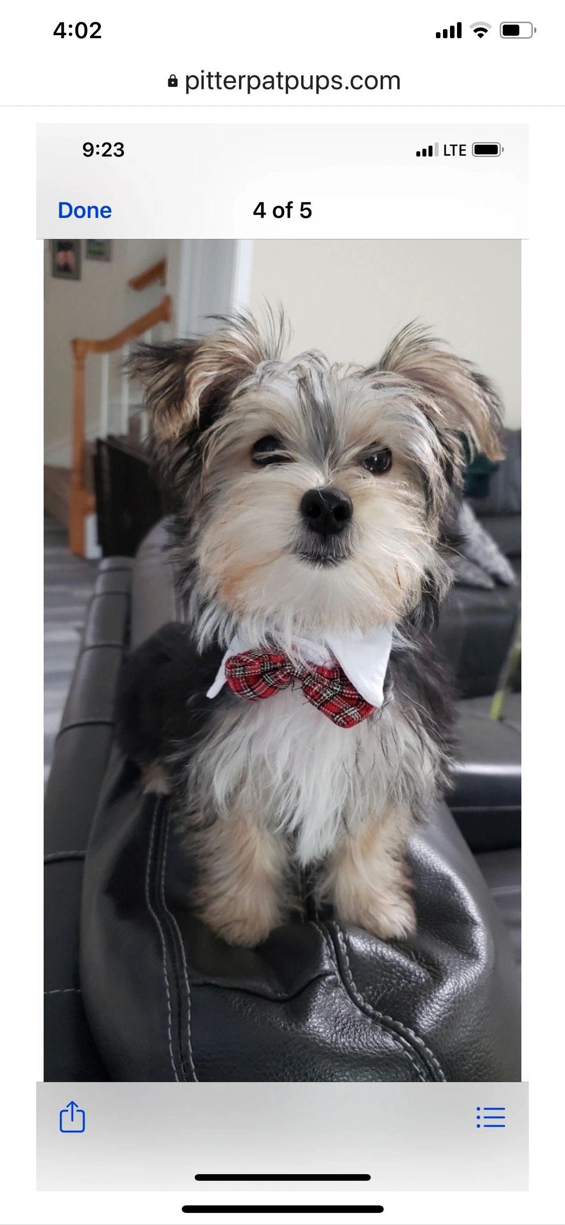 Morkies | Pitter Pat Pups