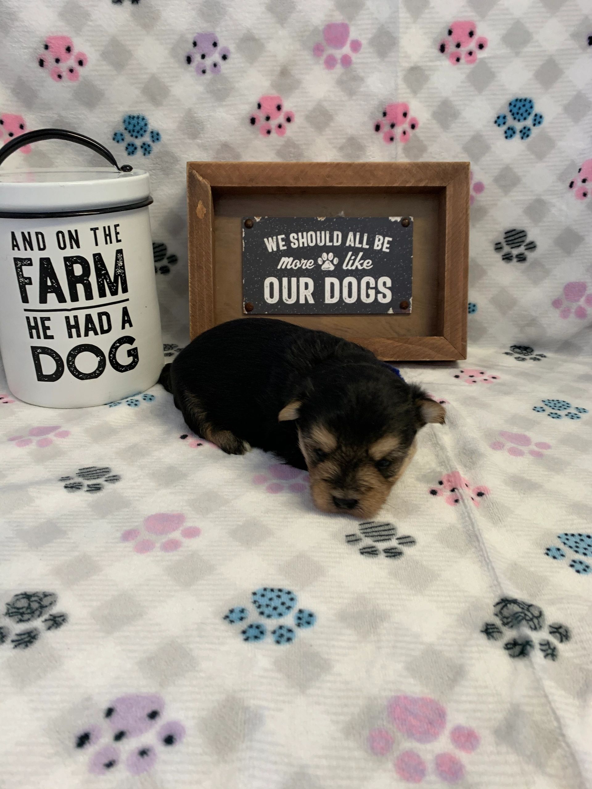 Morkies | Pitter Pat Pups